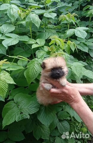 Миниатюрная девочка