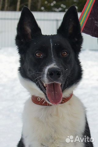 Атос, молодой домашний пес