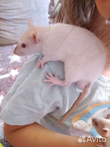 Сиамская крыса