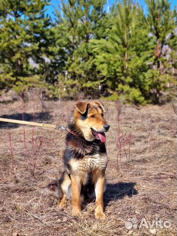 Собака пёс Жулик молодой кобель