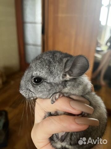 Шиншилла малыш мальчик
