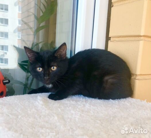 Котенок черная пантерка Изюминка в дар