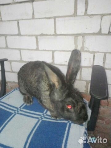 Кролик самец