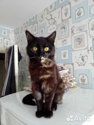 Кошка в дар бесплатно