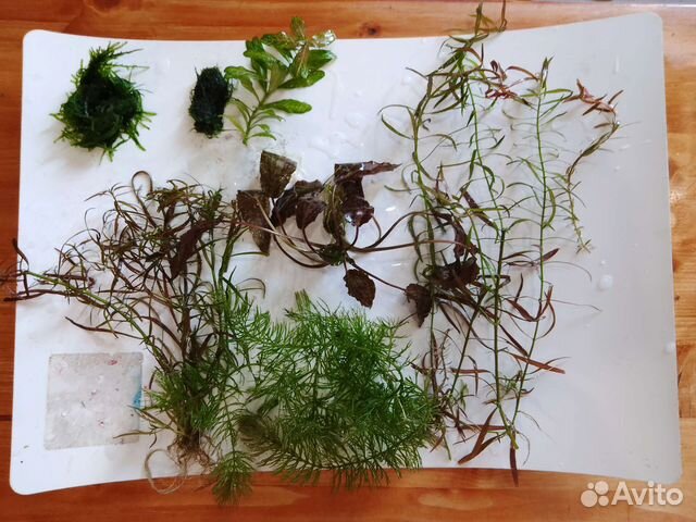 Аквариумные растения