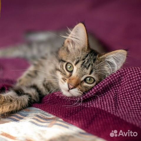 Ласковый котенок в добрые руки