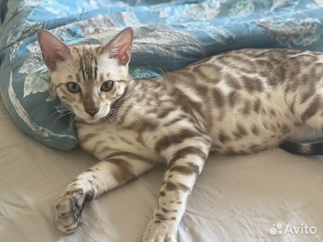 Бенгальские волшебные котята