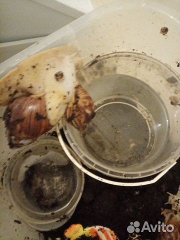 Улитки ахатины