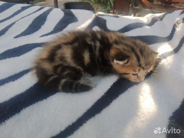 Британская кошка