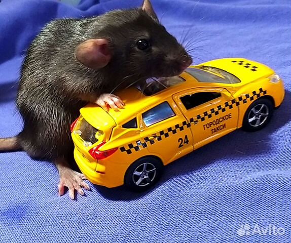 Крысята дамбо мальчишки