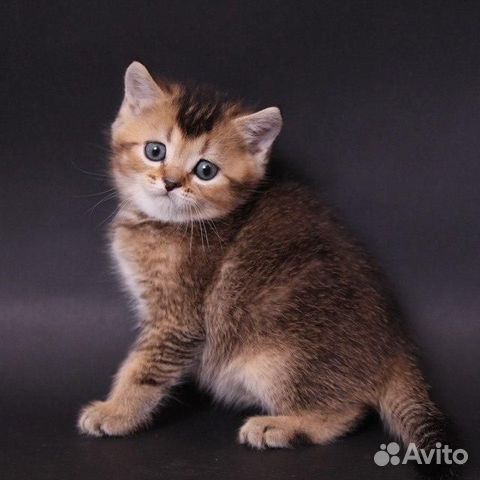 Клубная британская кошечка золотого окраса