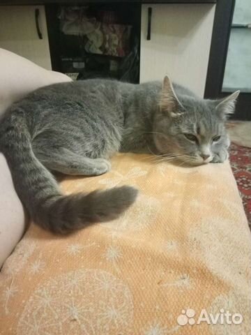 Домашняя кошечка 3 годика