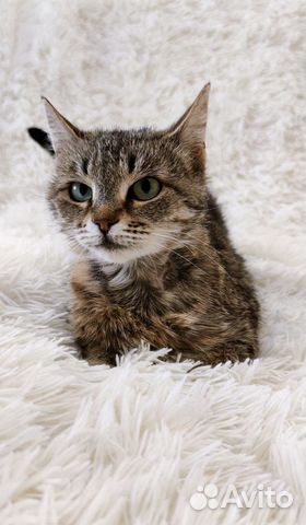 Кошка