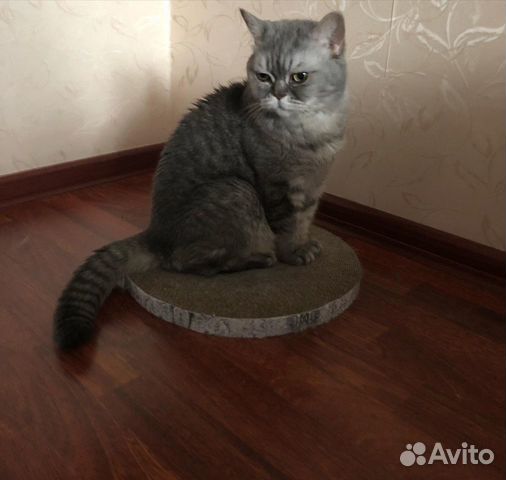 Британская