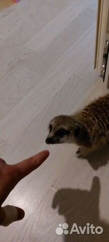 Сурикат Маша