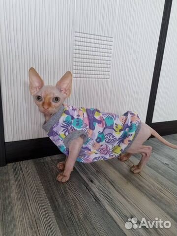 Продаю котенка сфинкс