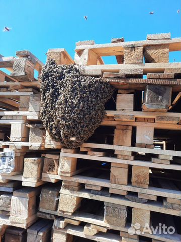 Пчелы и улья