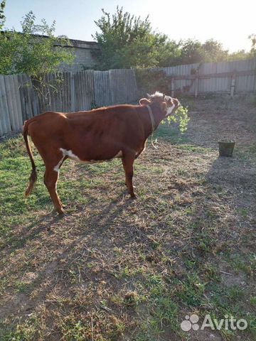 Тёлка 1год 6 месяцев привитая