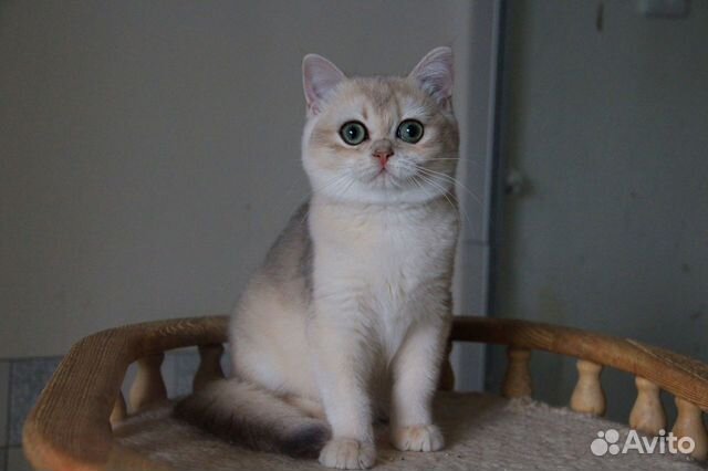 Голубая золотистая шиншилла котик