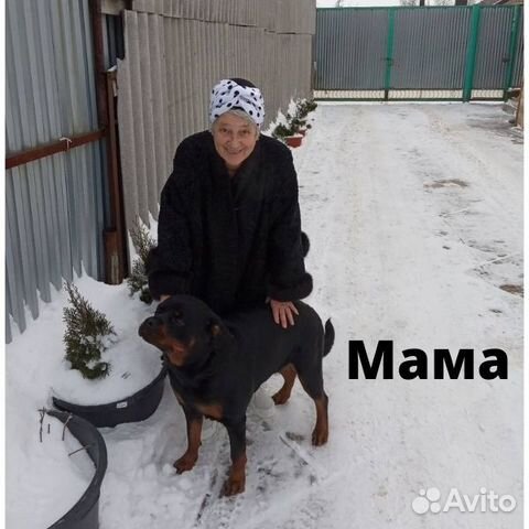 Щенки ротвейлера продажа