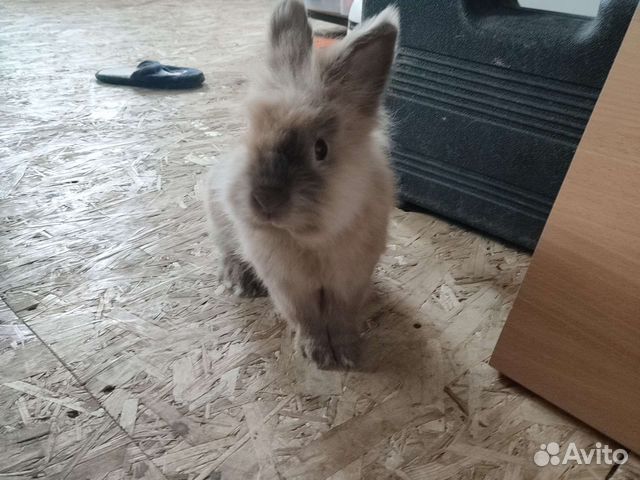 Декоративные кролики в добрые руки