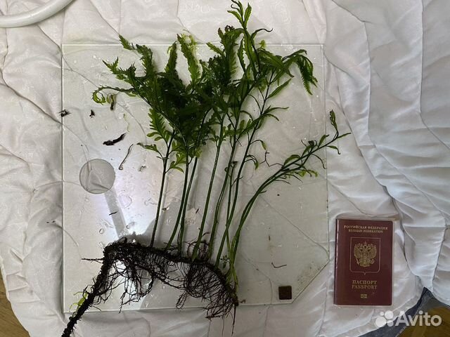 Болбитис Геделоти (Bolbitis heudelotii)