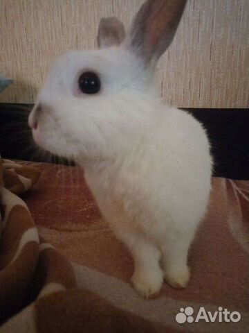 Декоративные карликовые кролики