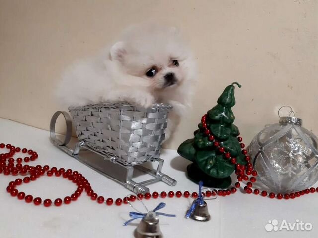 Померанский шпиц щенки большой выбор