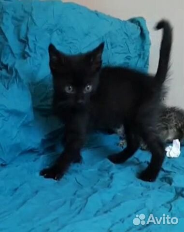 Котенок-Домовенок ищет дом