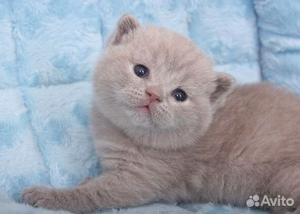 Лиловые британские котята