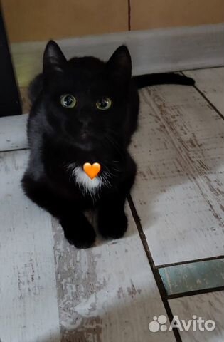 Кошка в дар