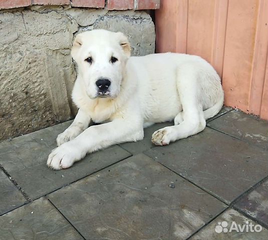 Среднеазиатская овчарка