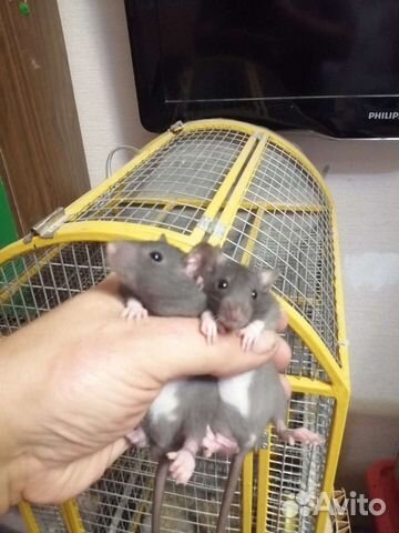 Декоративная крыса