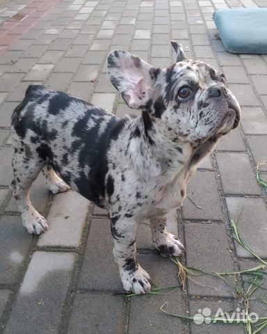 Голубогенный щенок Французкого бульдога