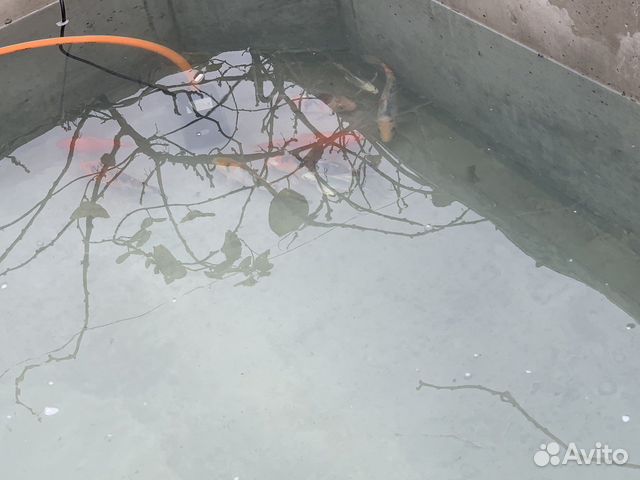 Пруд бетонный для карпов кои