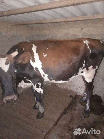 Корова стальная