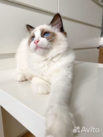 Котенок рэгдолл ragdoll