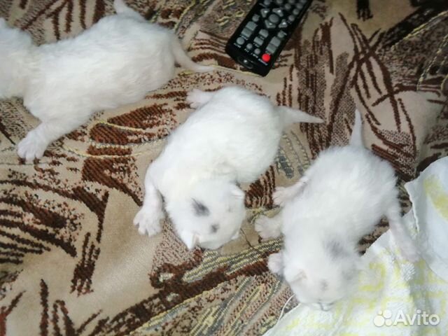 Котята ищут дом