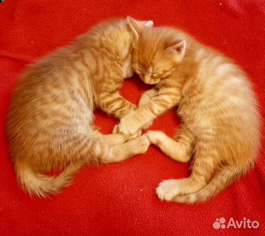 Полосатые рыжики тигрята в дар