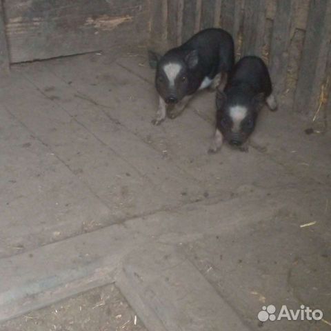Вьетнамск вислобрюхий поросенок