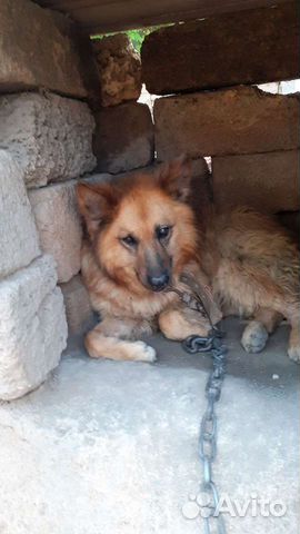 Продам собаку бесплатно ул. переулок пеонерский