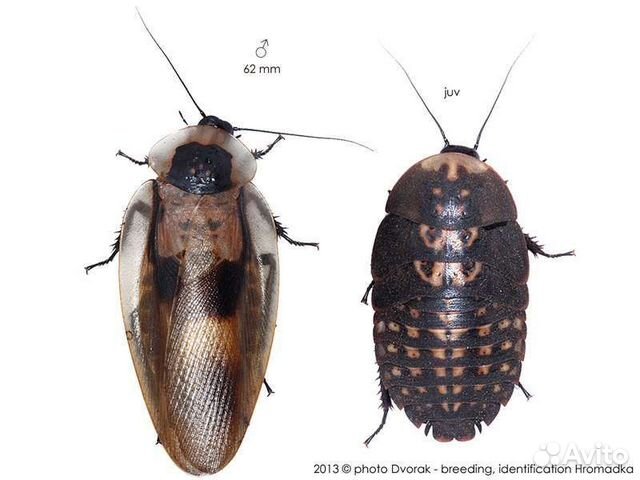 Кормовые насекомые: таракан Blaberus craniifer