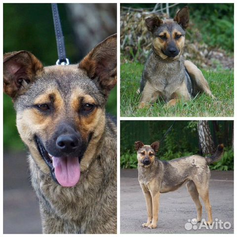 Арна ищет дом