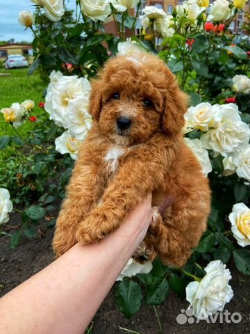 Щенки пуделя