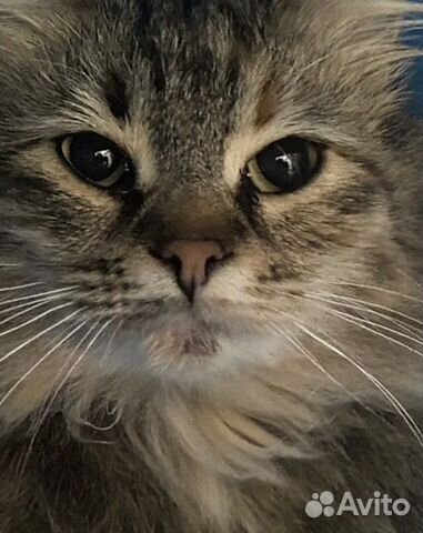 Кошка спит в листьях