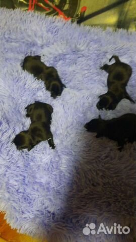 Русский спаниель помесь дворовая