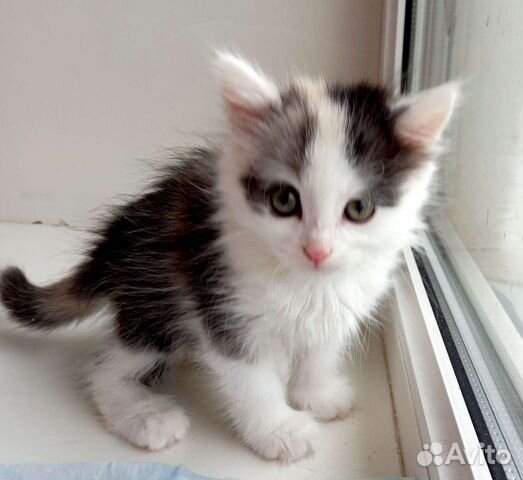 Трёхшерстный пушистый котенок