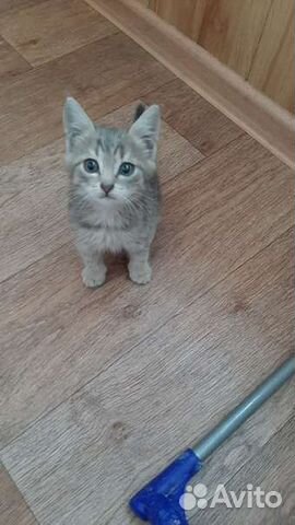 Котёнок мальчик