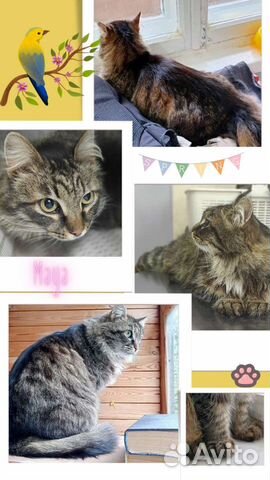 Кошка в самые добрые руки