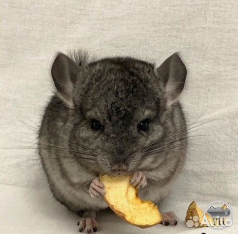 Отдам в хорошие руки шиншилла-мальчик